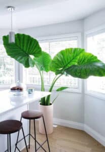 Manto de Eva: Tips de cuidado y mantenimiento en el hogar