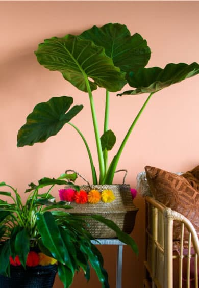 Manto de Eva: Tips de cuidado y mantenimiento en el hogar