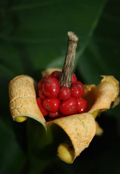 Manto de Eva: Tips de cuidado y mantenimiento en el hogar